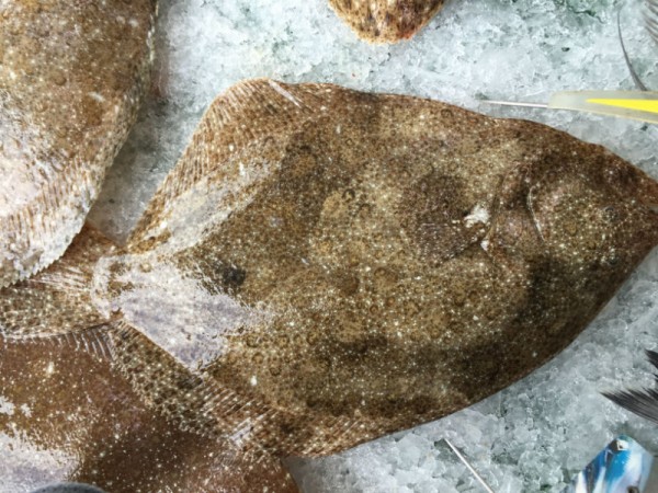 Barbue rotie sur fenouil - Armor Pesked