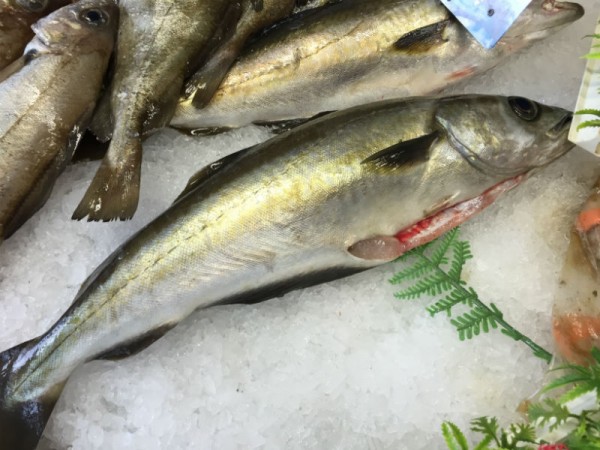 les poissons de nos cotes-armor pesked