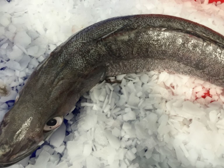 les poissons de nos cotes-armor pesked