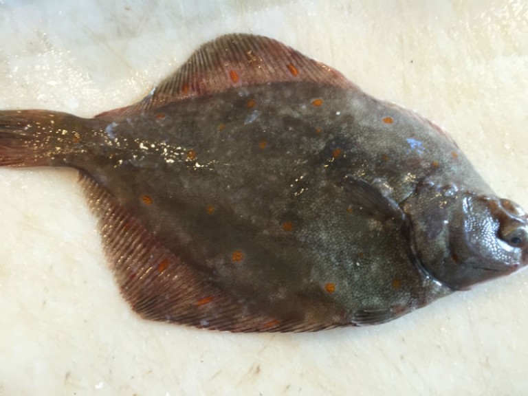 les poissons de nos cotes-armor pesked