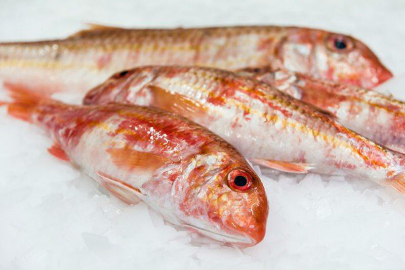 les poissons de nos cotes-armor pesked