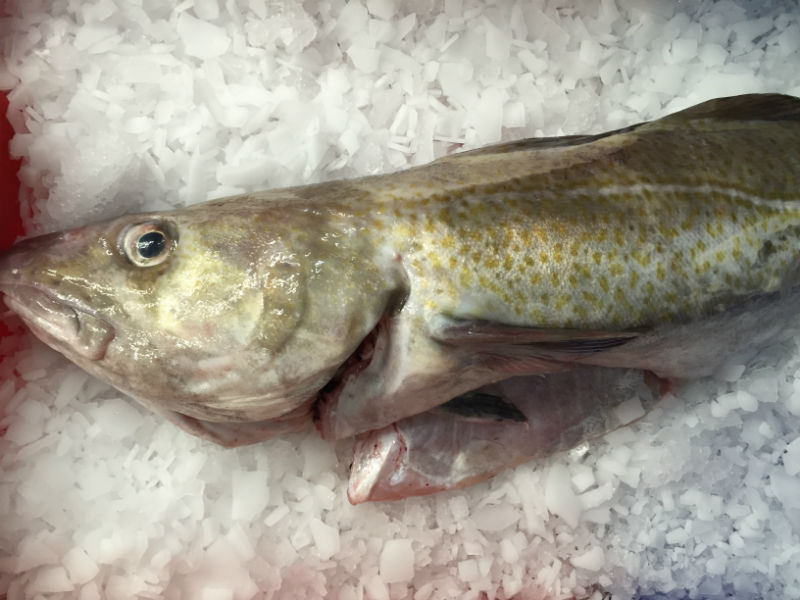 Le cabillaud - Armor Pesked